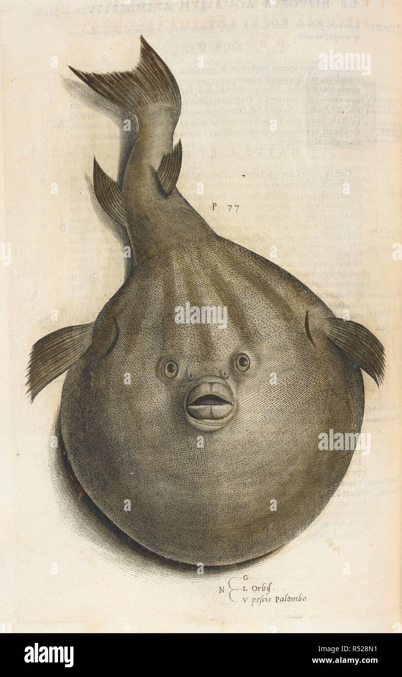 Historia animalium fish hi-res stock photography and images - Alamy