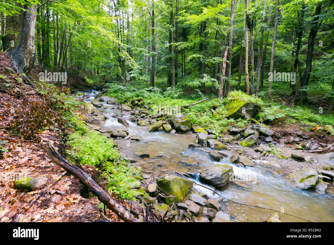 wild river in ancient forest. lovely summer scenery of wilderness Stock ...