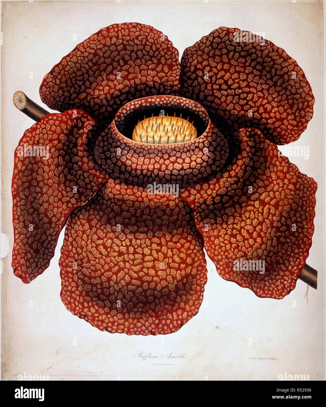 Rafflesia Arnoldi. c.1825. Rafflesia Arnoldi. Two thirds of natural ...