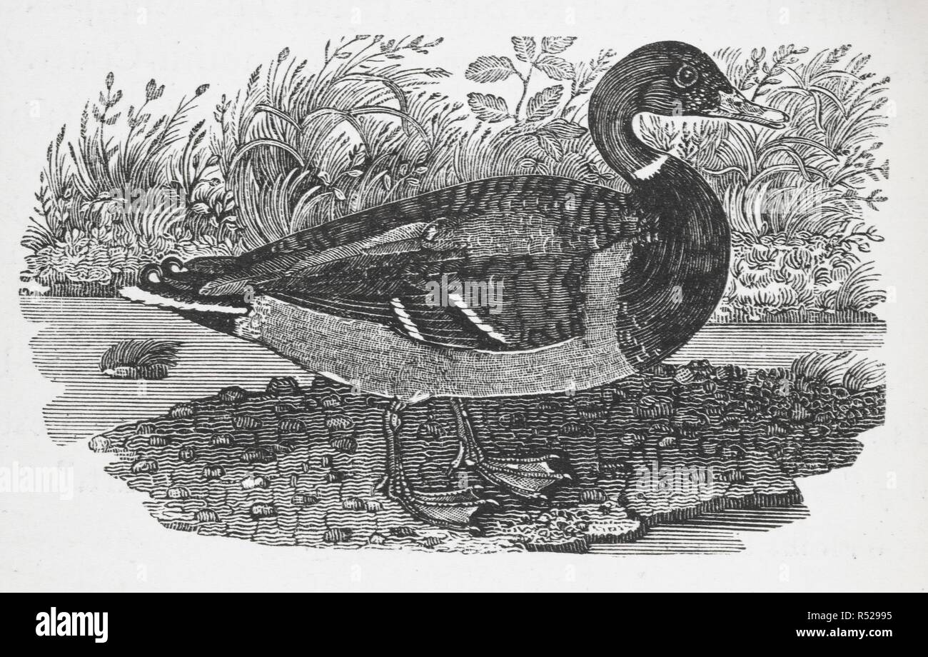 Thomas bewick woodcut hi-res stock photography and images - Alamy