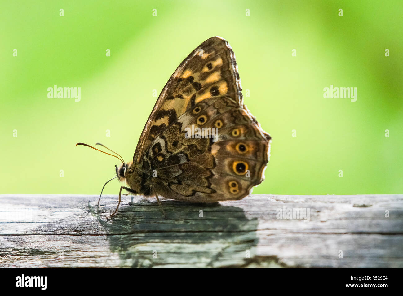Butterfly feeding on the tasty tree sap Stock Photo - Alamy