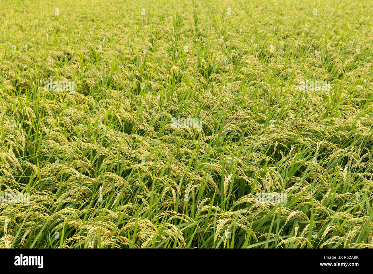 Fresh Rice field Stock Photo - Alamy