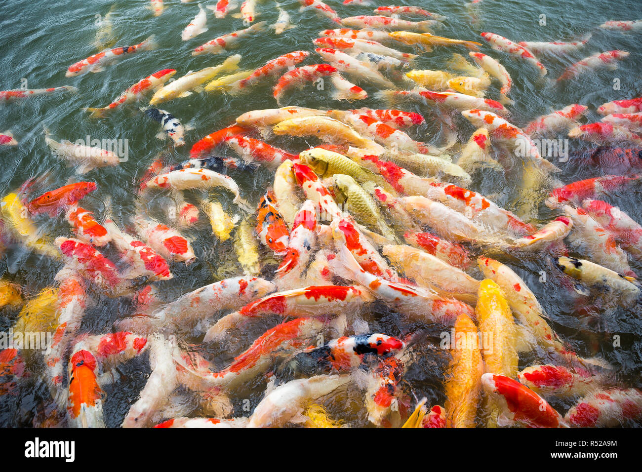 Koi fish swimming in the pond Stock Photo - Alamy