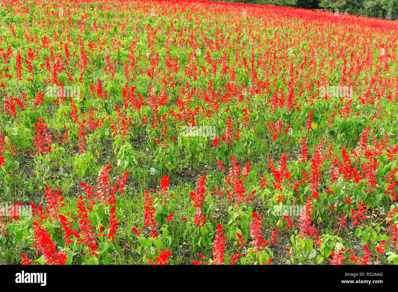 Garden with Salvia plant Stock Photo - Alamy