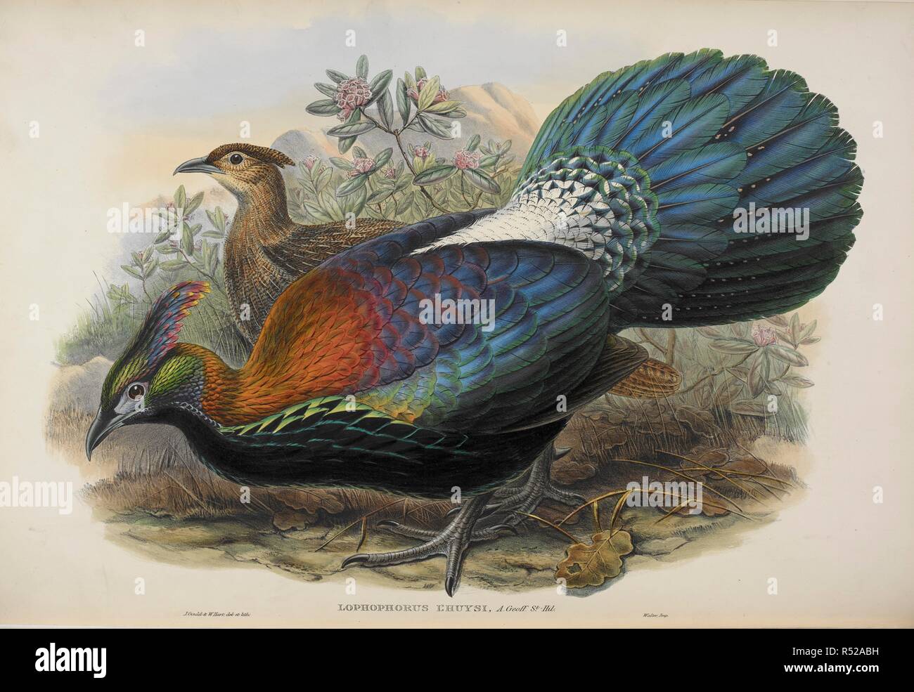 Lophophorus l'huysi. Monal Himalayan Pheasant. The Birds of Asia ...