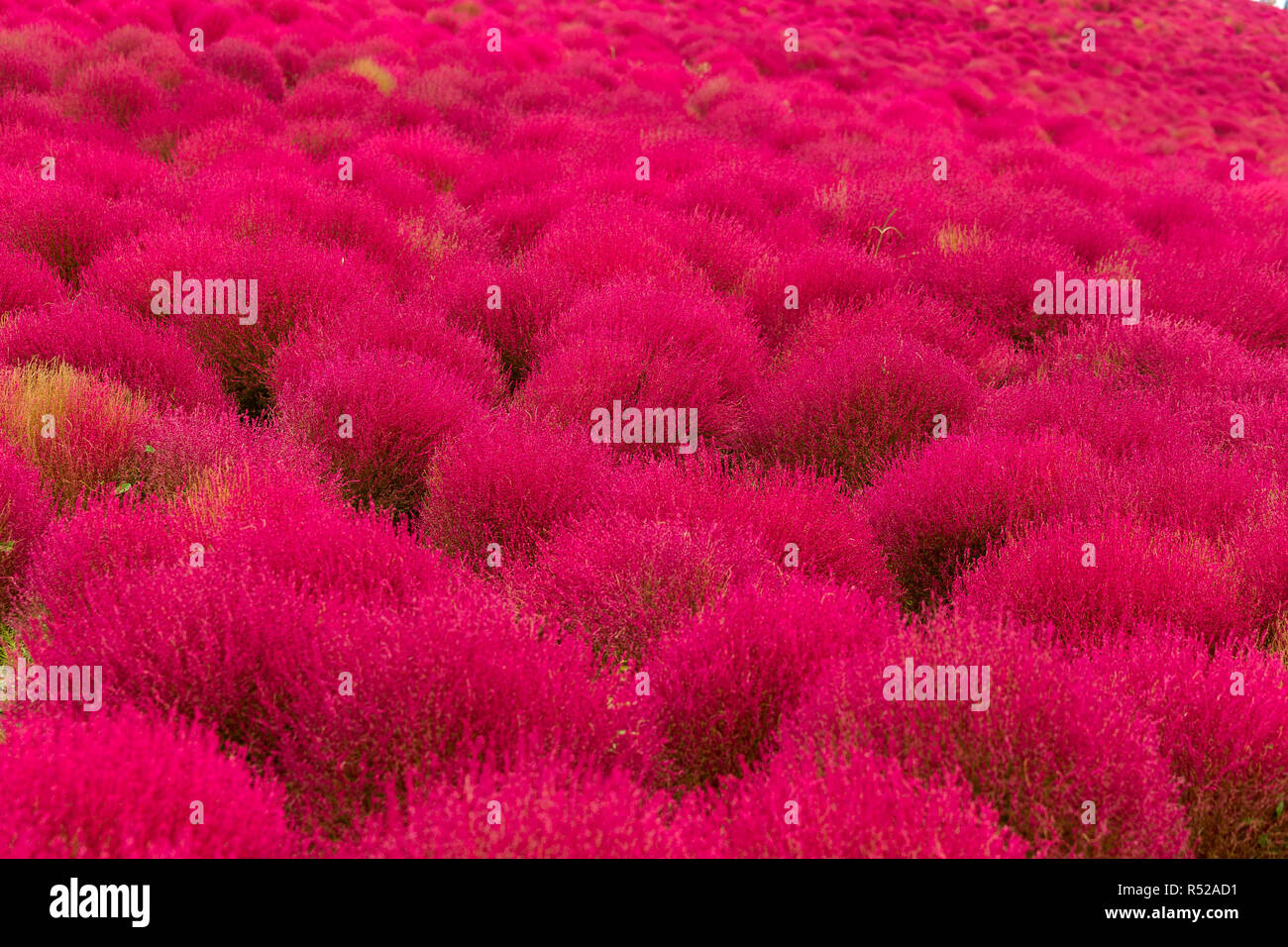 Kochia scoparia garden hi-res stock photography and images - Alamy