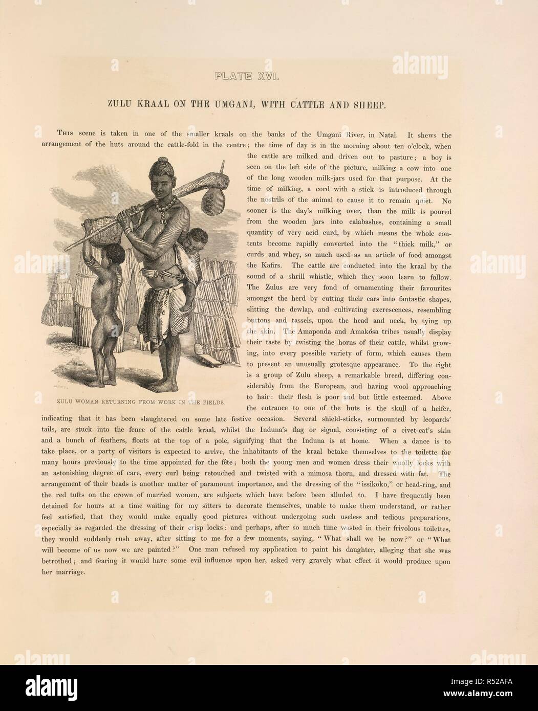 Zulu woman. The Kafirs illustrated in a series of drawings taken among ...