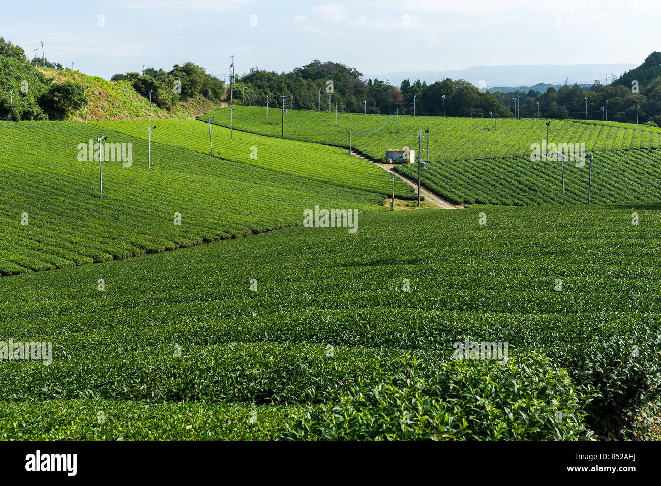 Japanese green tea farm Stock Photo - Alamy