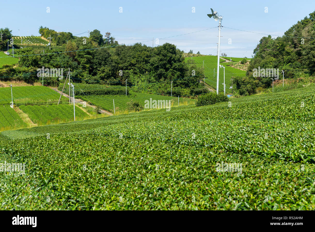 Fresh green tea farm Stock Photo - Alamy