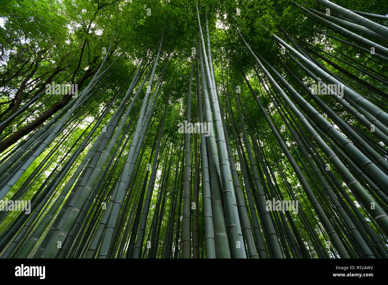 Greenery Bamboo forest Stock Photo - Alamy