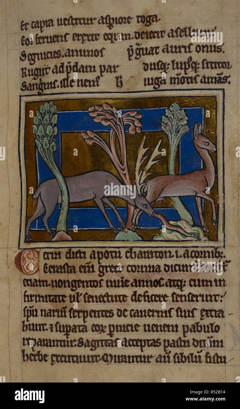 Deer. A stag and a doe. Bestiary or moralized natural history. End of ...