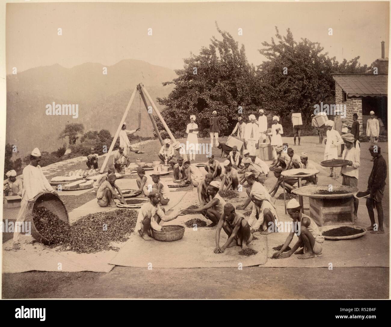 Tea making. 1880s. Chowbattia, teak making. Originally published ...