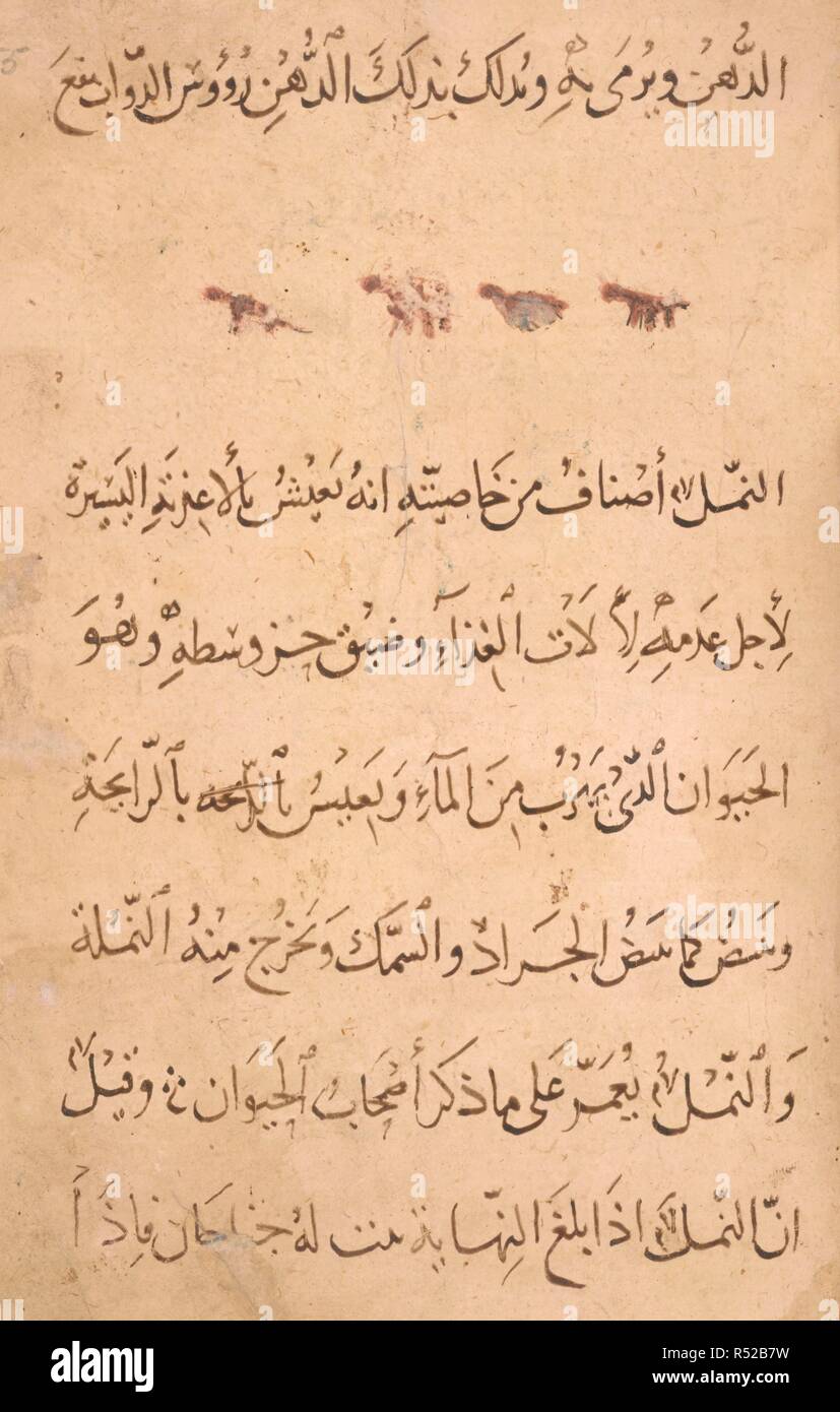 Four ants. Kitab Na't al-hayawan (book of the characteristics of ...