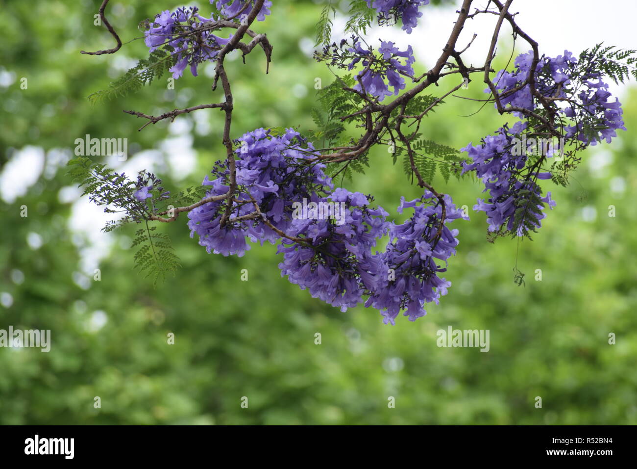 Jakaranda hi-res stock photography and images - Alamy