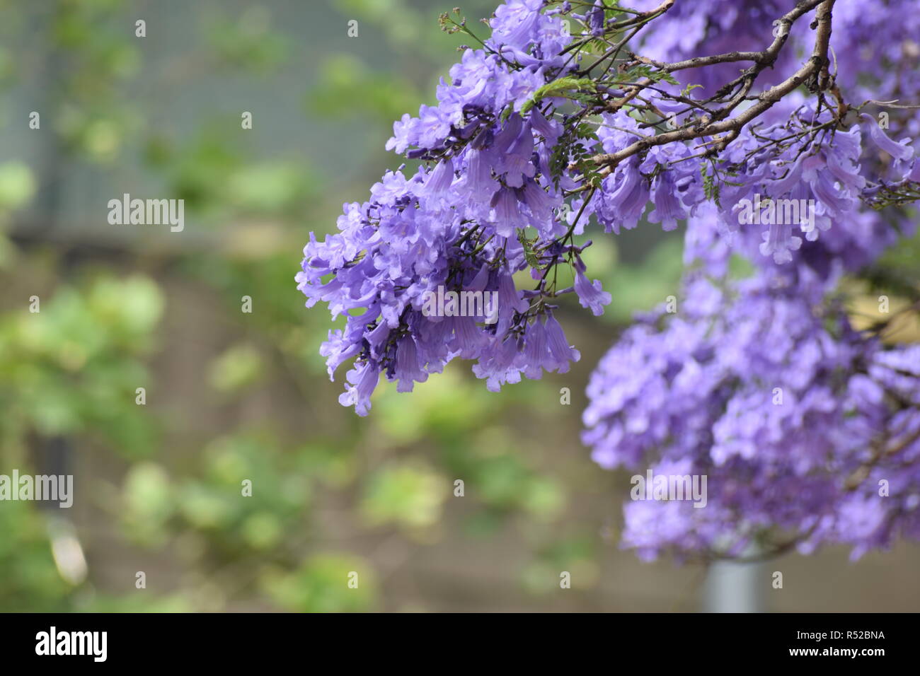 Jakaranda flower hi-res stock photography and images - Alamy