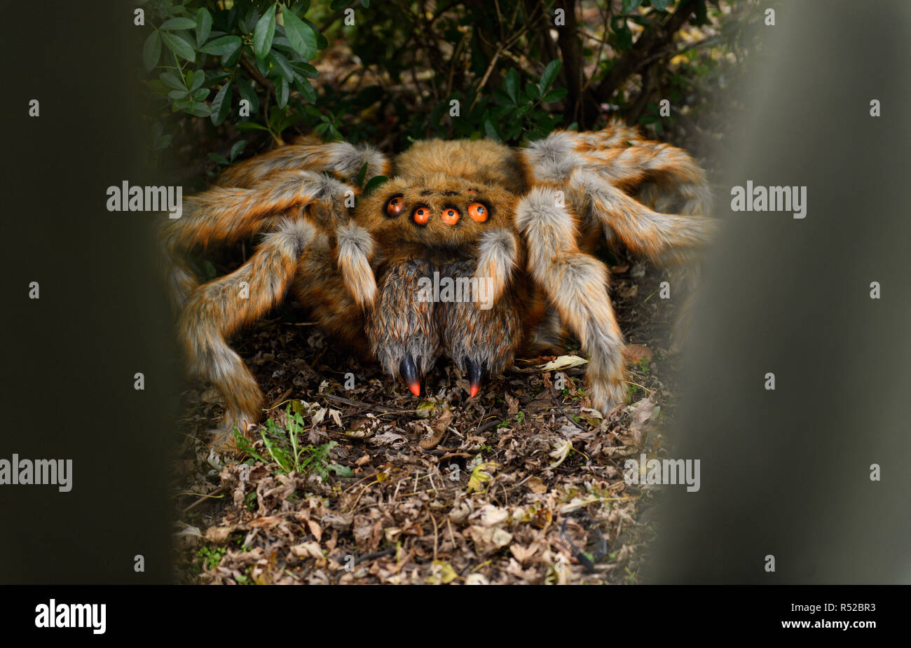 Australian fanta hi-res stock photography and images - Alamy