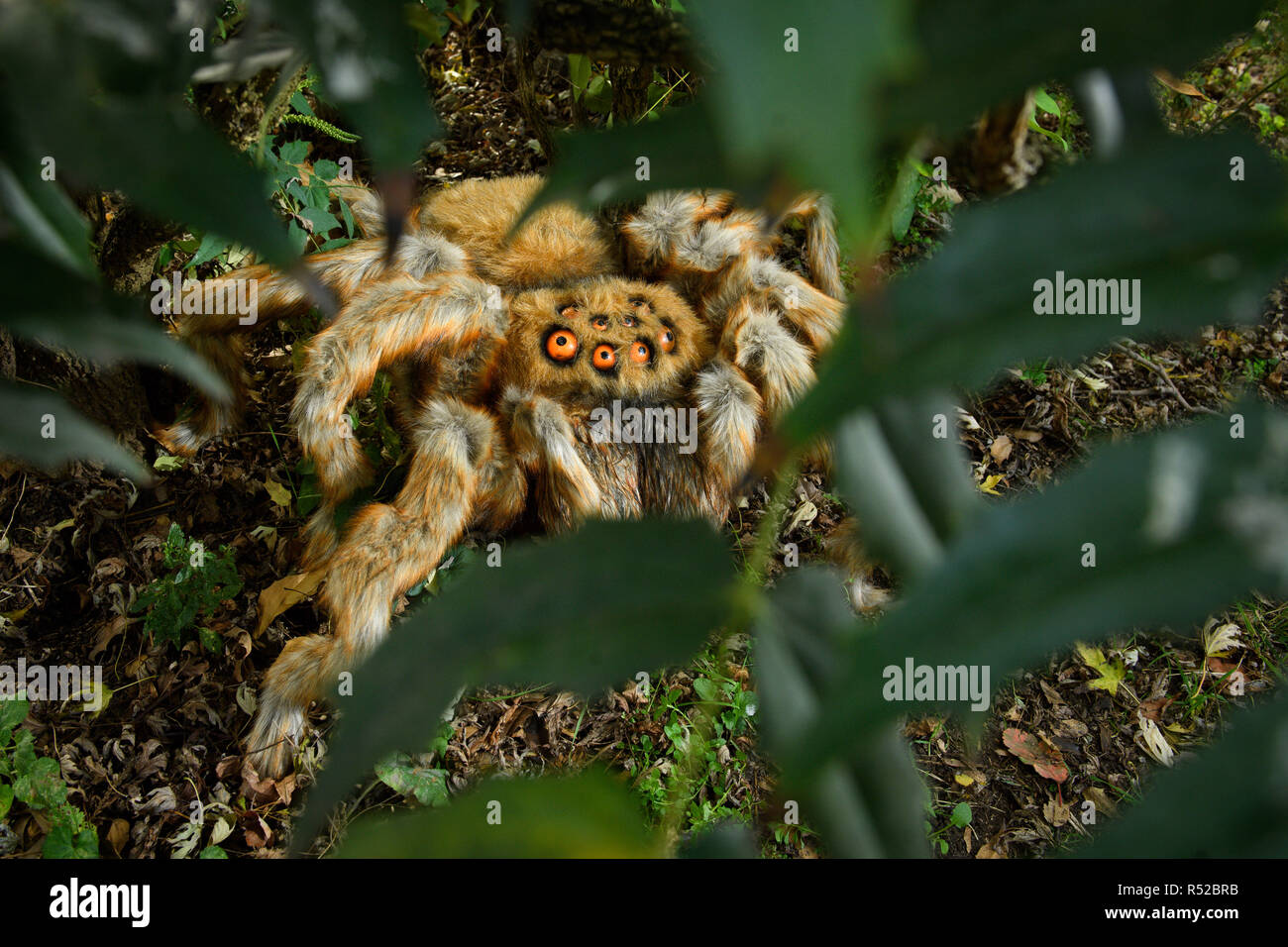 Australian fanta hi-res stock photography and images - Alamy