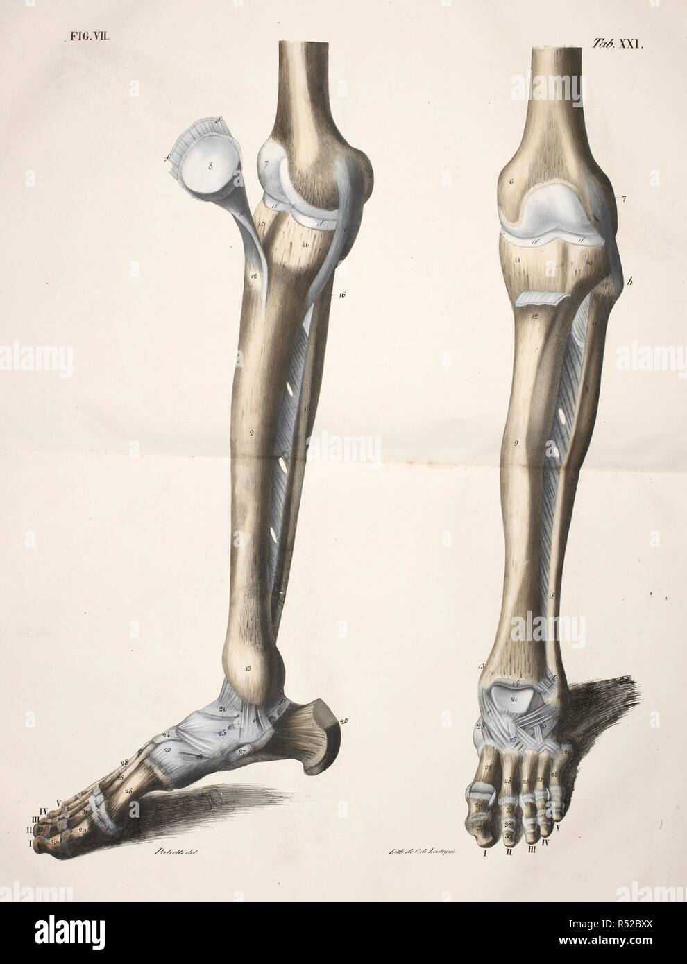 Tibia drawing hi-res stock photography and images - Alamy