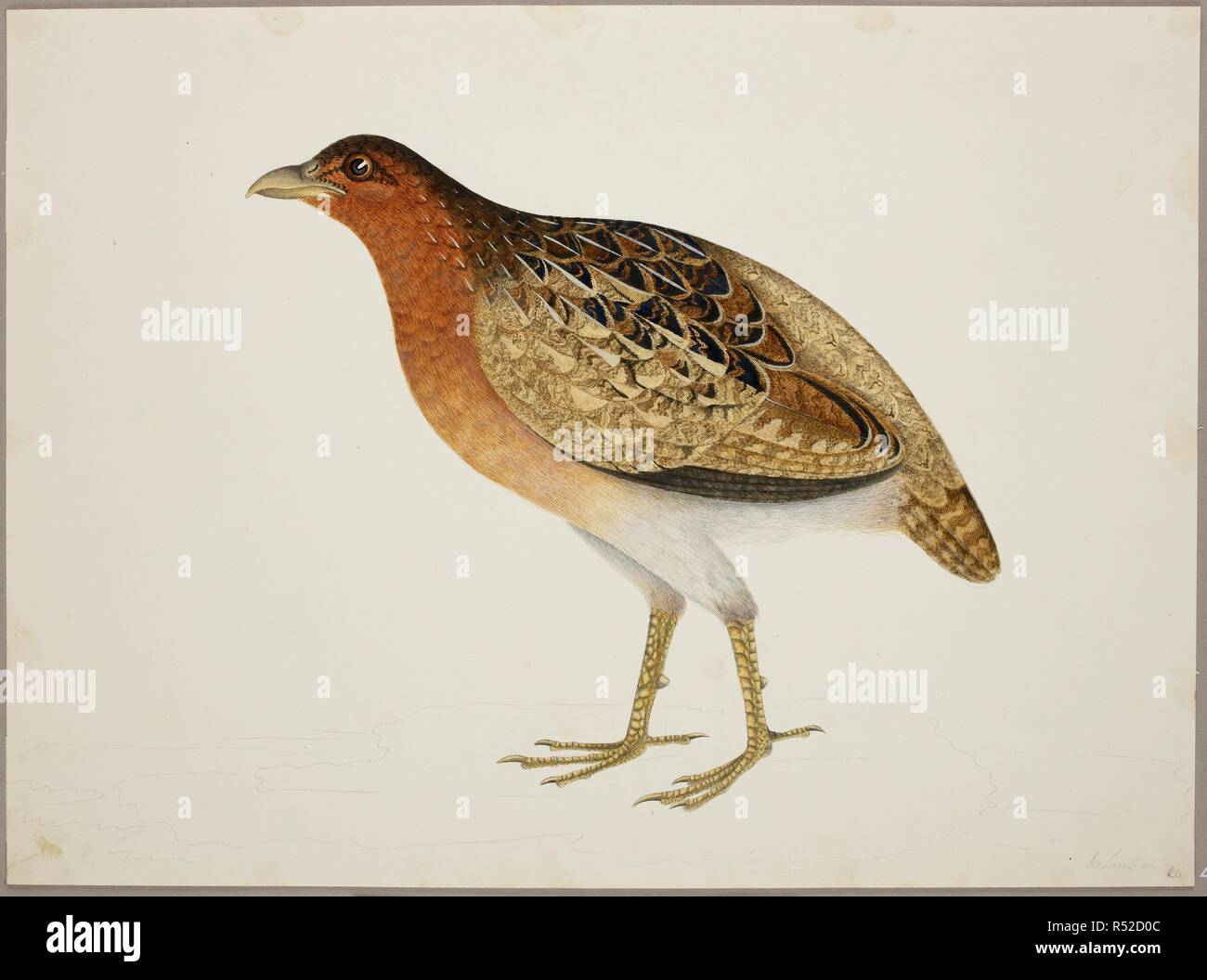 Mujer sumatra hi-res stock photography and images - Alamy