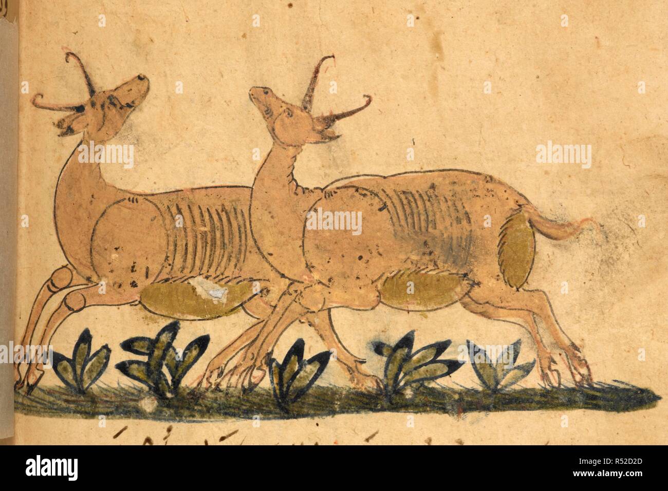 Kitab na't al hayawan hi-res stock photography and images - Alamy