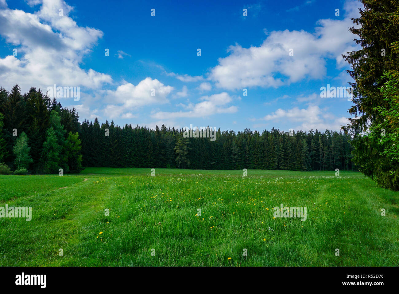 Sunlight in forest clearing hi-res stock photography and images - Alamy