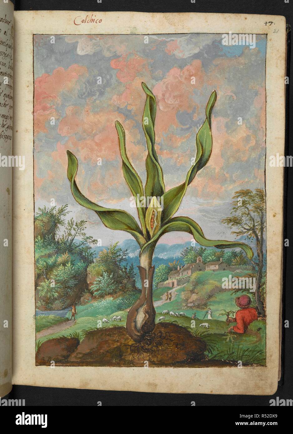 Planta medica hi-res stock photography and images - Alamy