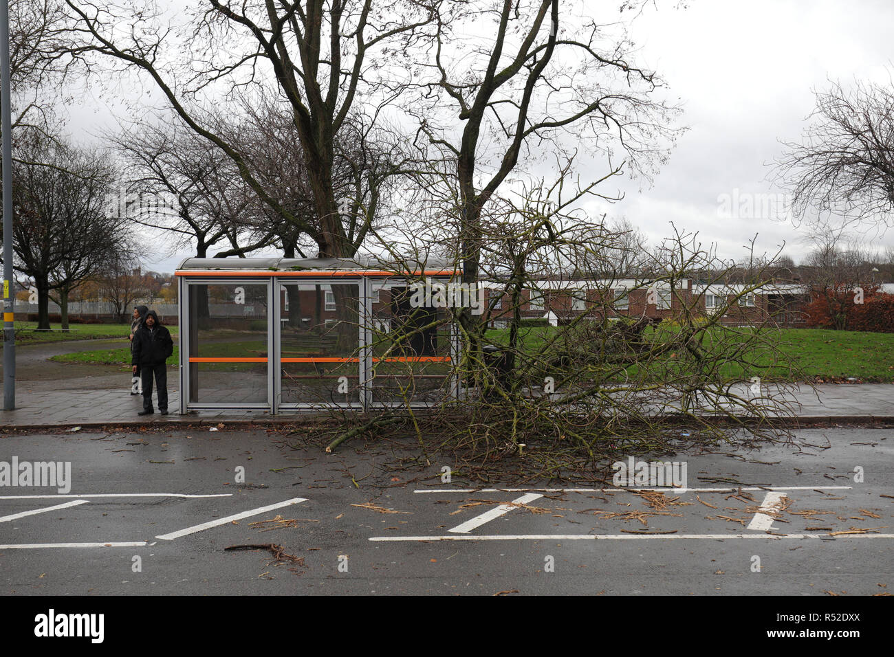 An uprooted tree in Birmingham after heavy winds as weather warnings ...