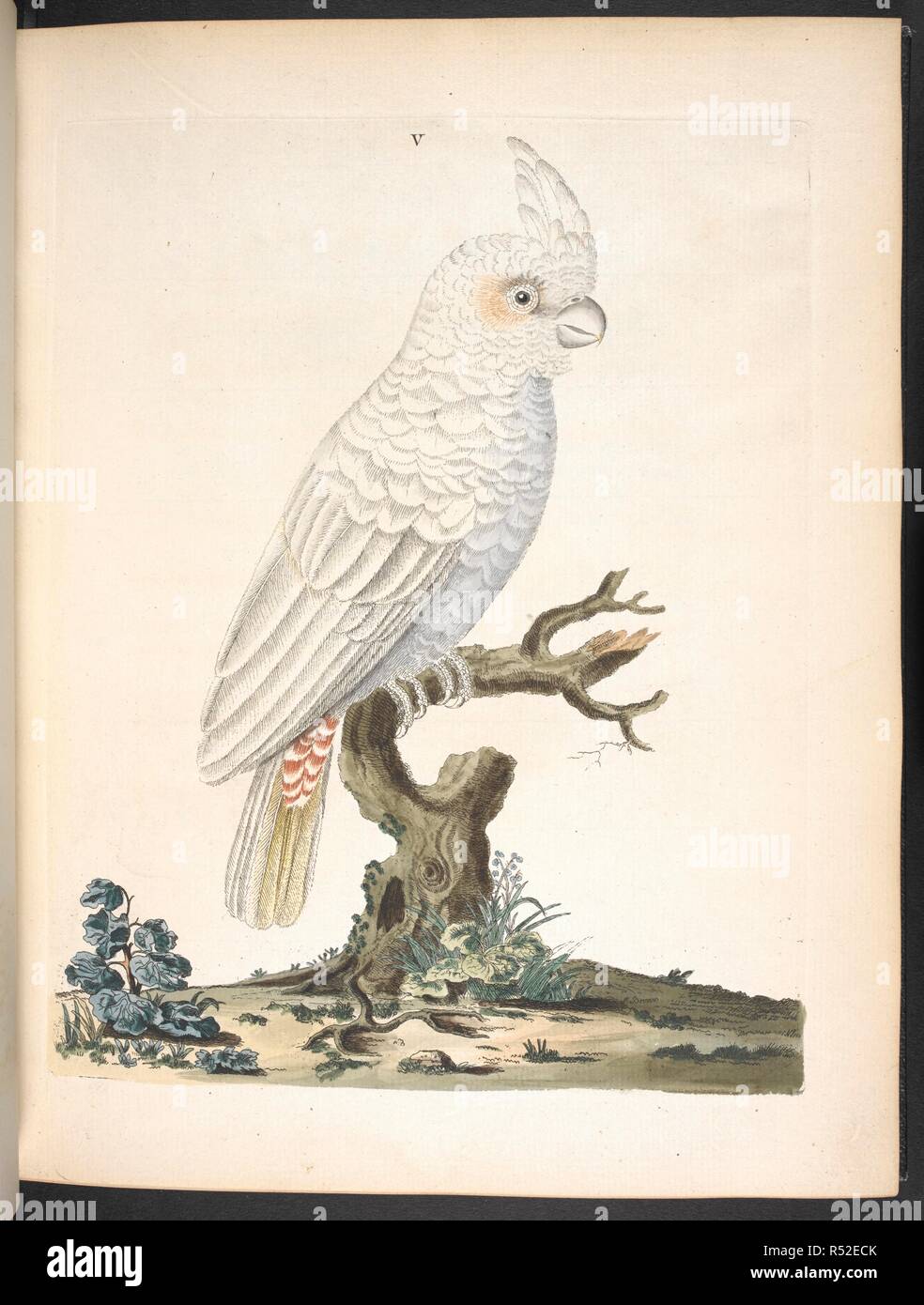 Red vented cockatoo hi-res stock photography and images - Alamy