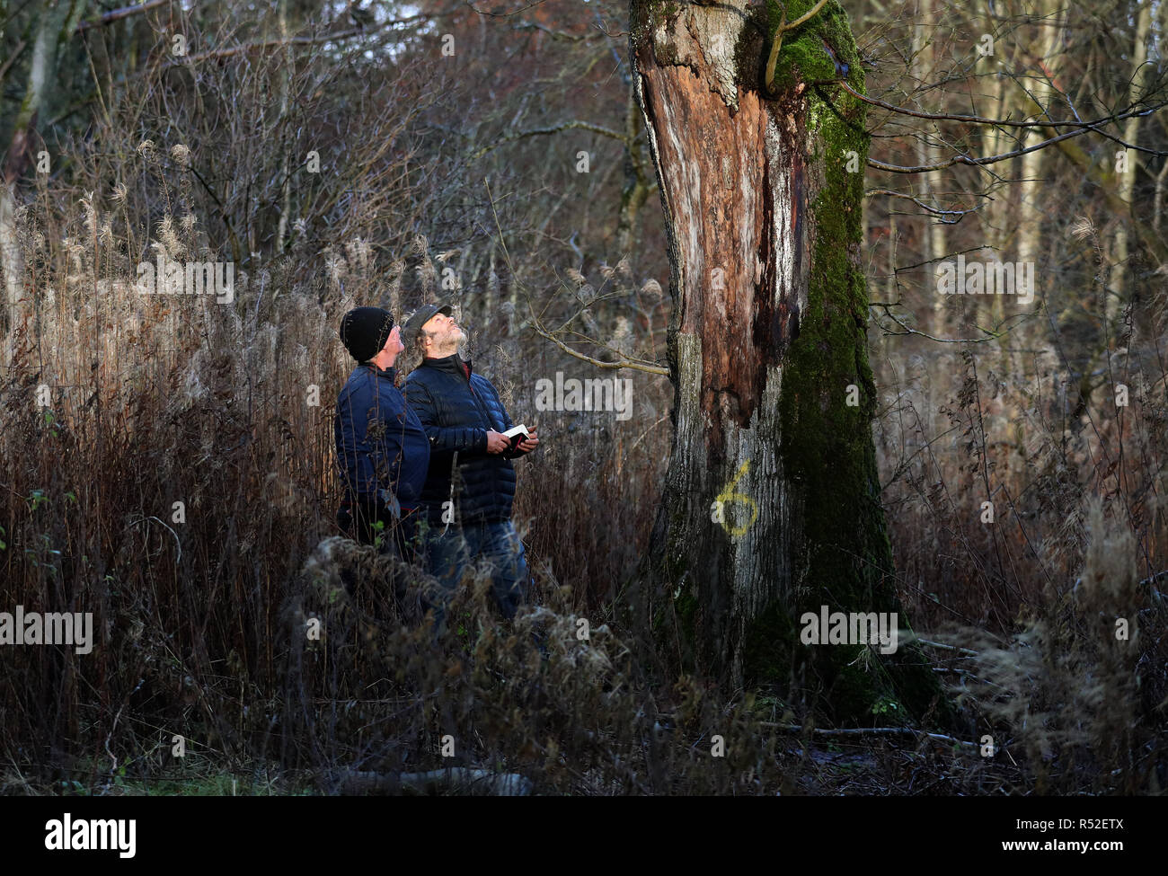 Dutch elm disease uk hi-res stock photography and images - Alamy