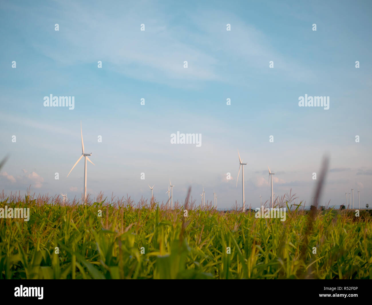 Corn field and wind turbine farm with blue sky background Stock Photo ...