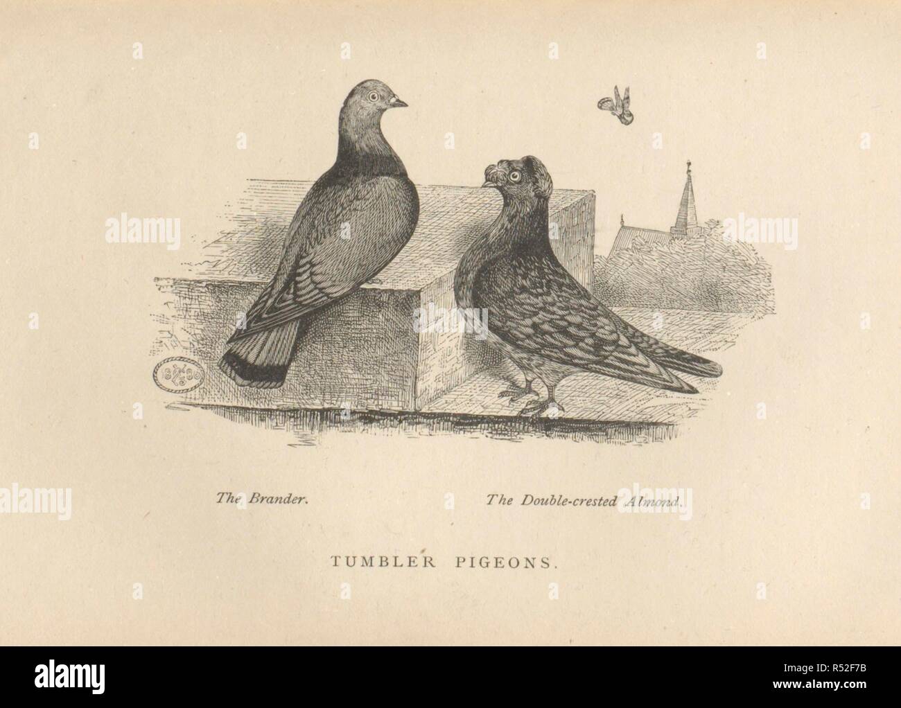 Tumbler pigeons. The Brander. The Double-crested Almond. Fancy Pigeons ...