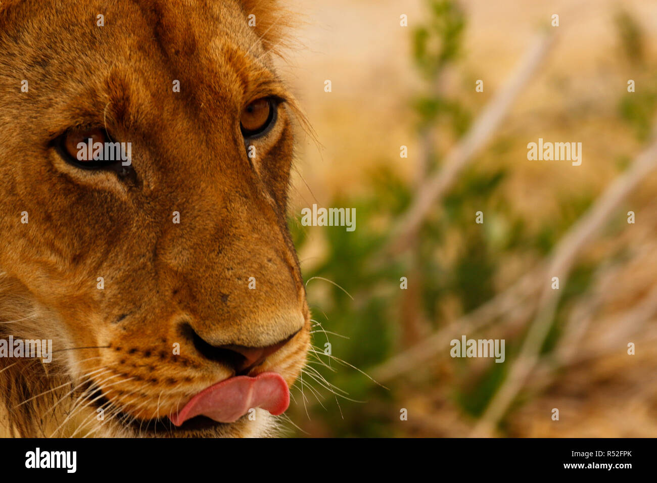 Lions great hunters and a sociable animals Stock Photo - Alamy