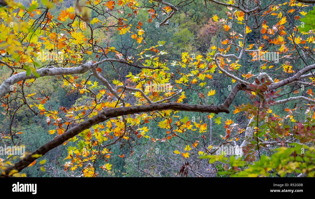 Branches of a plane tree with multi-colored autumn foliage. Greece ...