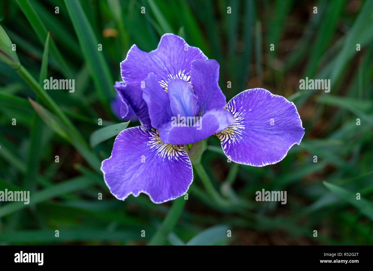 Silver edge iris hi-res stock photography and images - Alamy