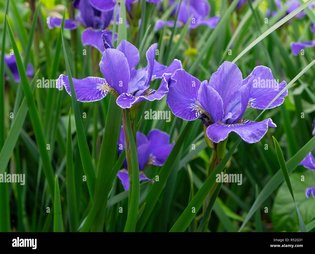 Silver edge iris hi-res stock photography and images - Alamy