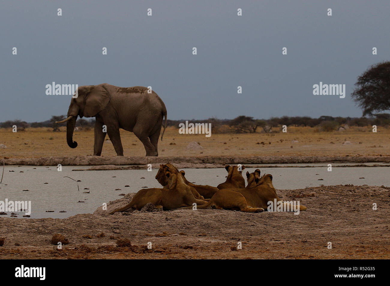 Lions great hunters and a sociable animals Stock Photo - Alamy