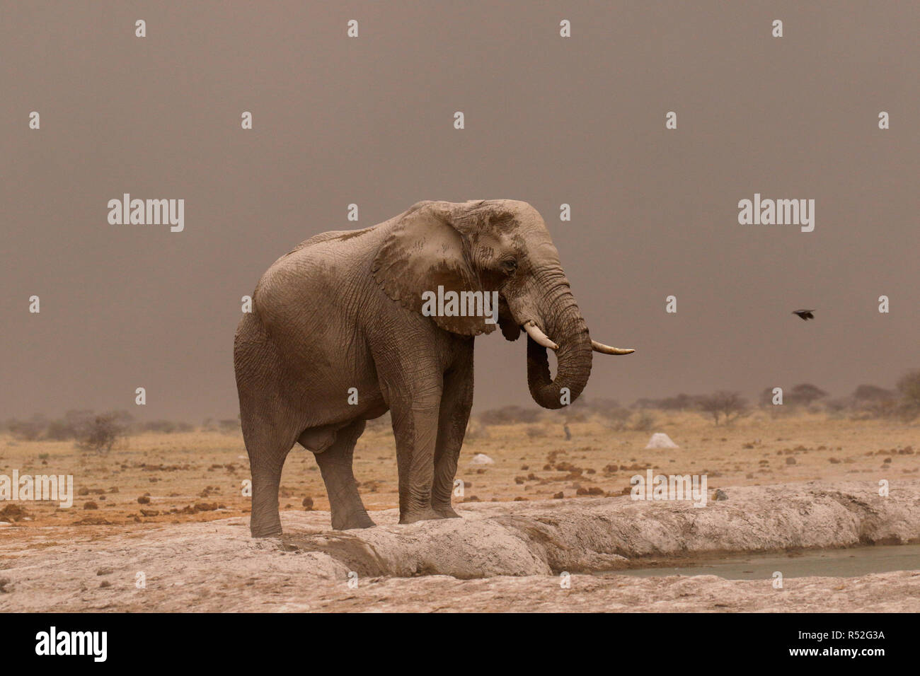 Elephants enduring the conditions in a freak sand storm in the Kalahari ...