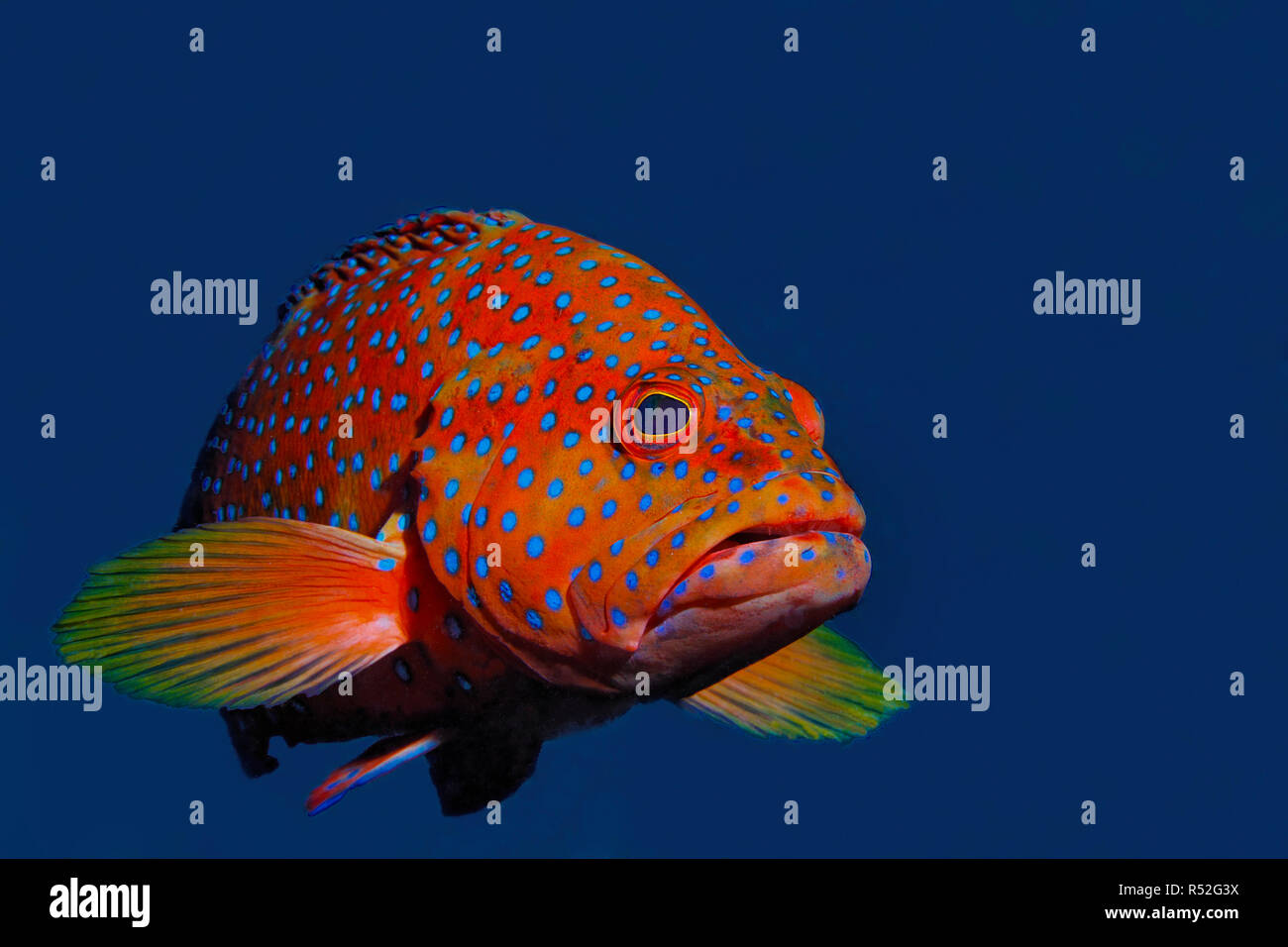 Red jewel fish hi-res stock photography and images - Alamy