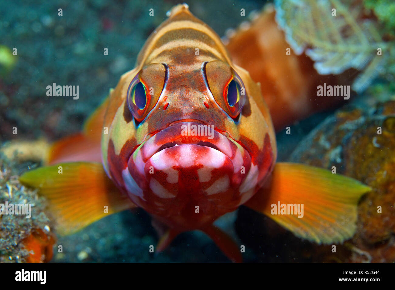 Blacktip grouper (Epinephelus fasciatus), frontal, Bali island ...