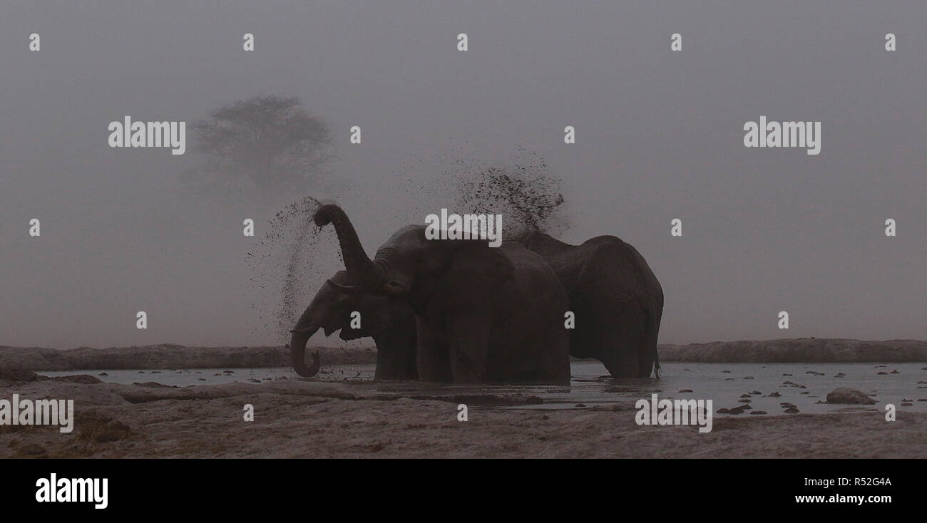Elephants enduring the conditions in a freak sand storm in the Kalahari ...