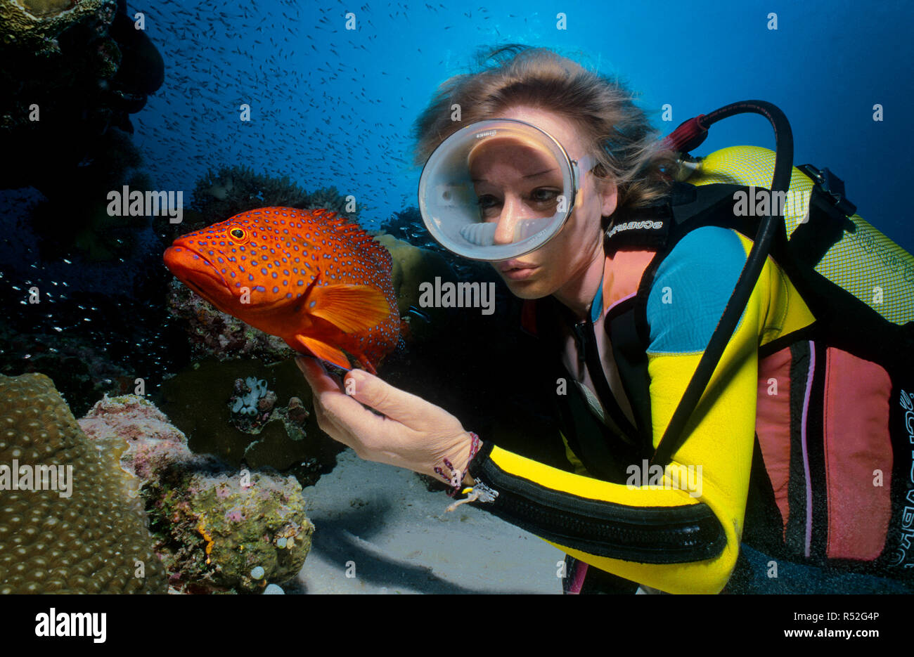 Scuba diver and Coral hind or Coral rock cod (Cephalopholis miniata) at ...