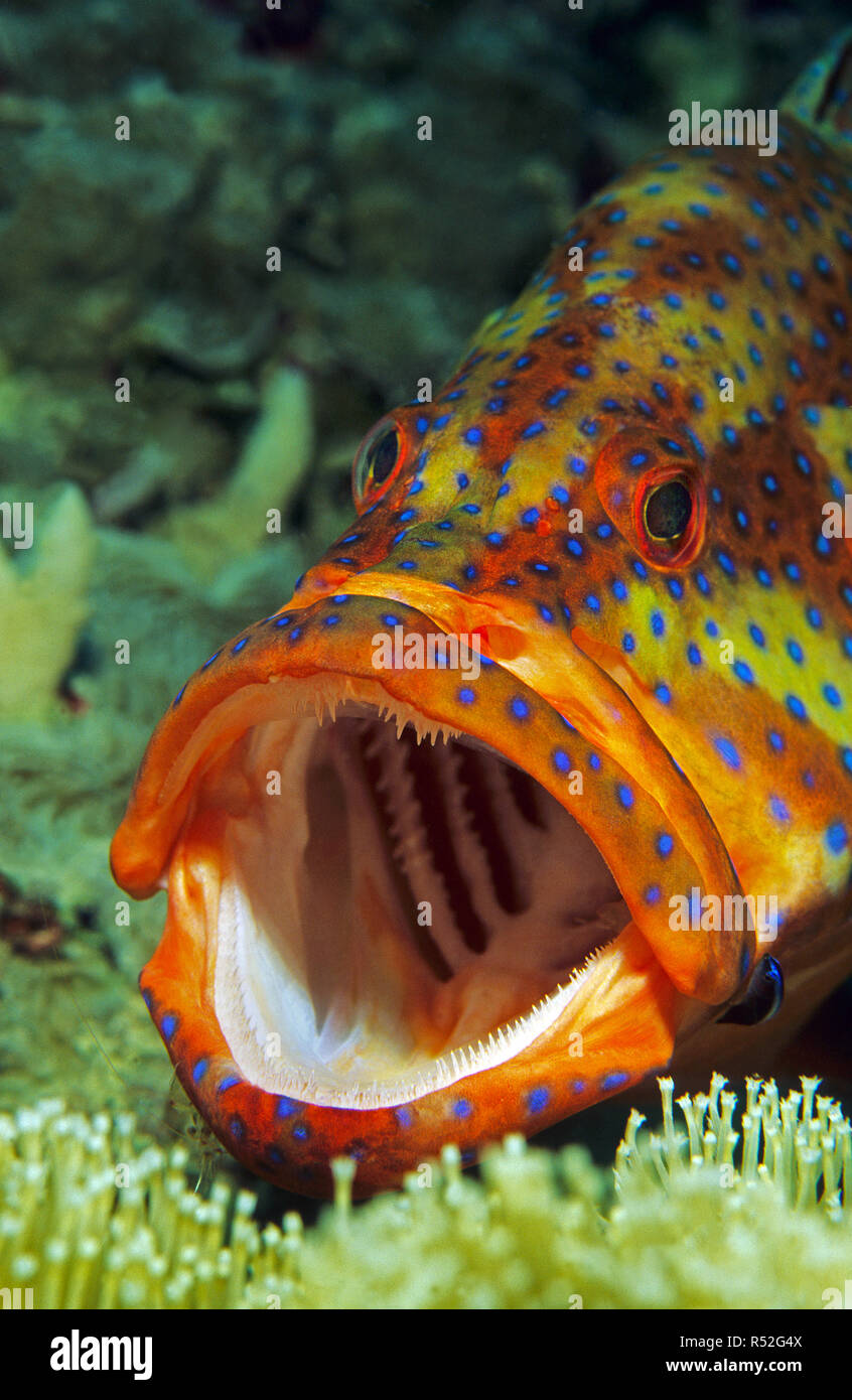 Grouper mouth hi-res stock photography and images - Alamy