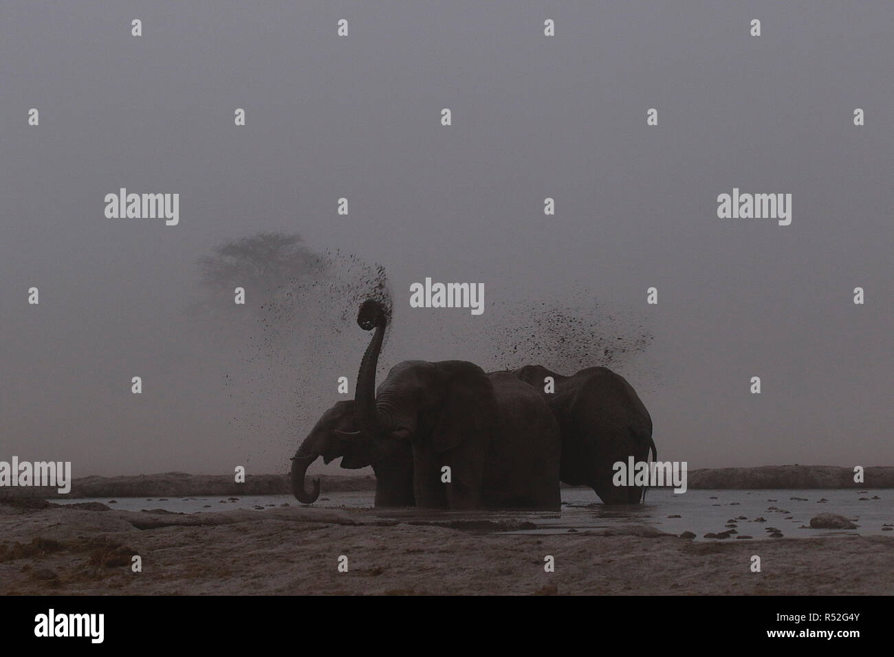 Elephants enduring the conditions in a freak sand storm in the Kalahari ...