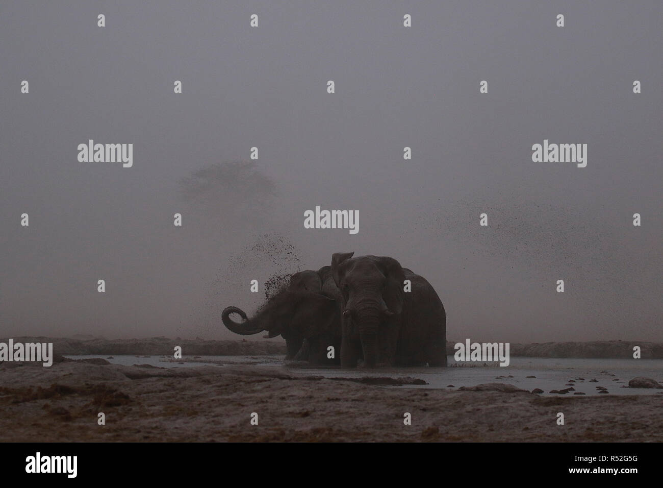 Freak animals hi-res stock photography and images - Alamy