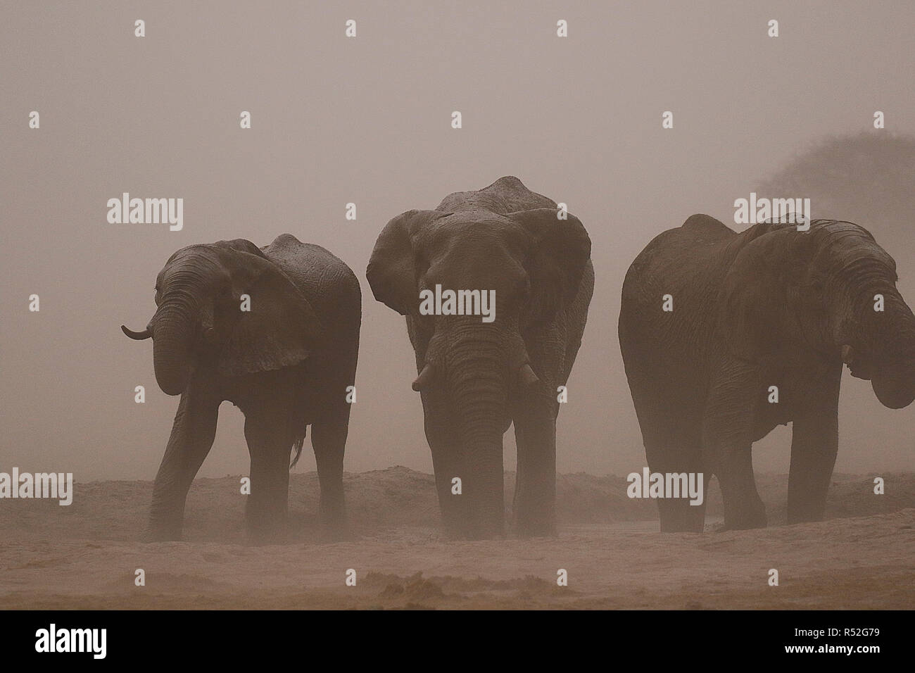 Elephants enduring the conditions in a freak sand storm in the Kalahari ...