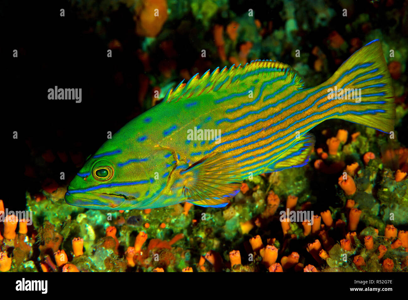 Blue lined grouper hi-res stock photography and images - Alamy