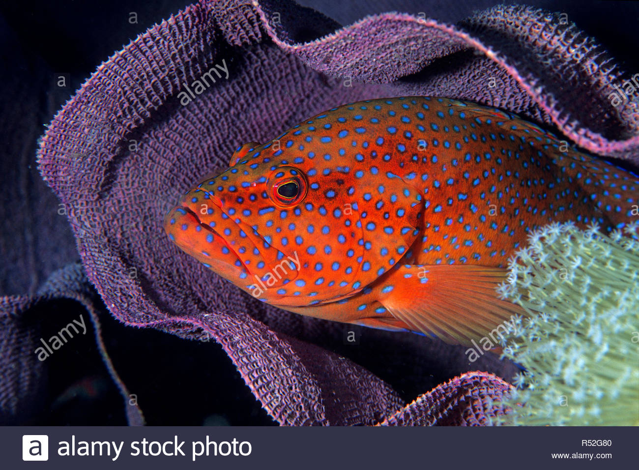 Coral Grouper Coral Rock Cod Stock Photos & Coral Grouper Coral Rock ...