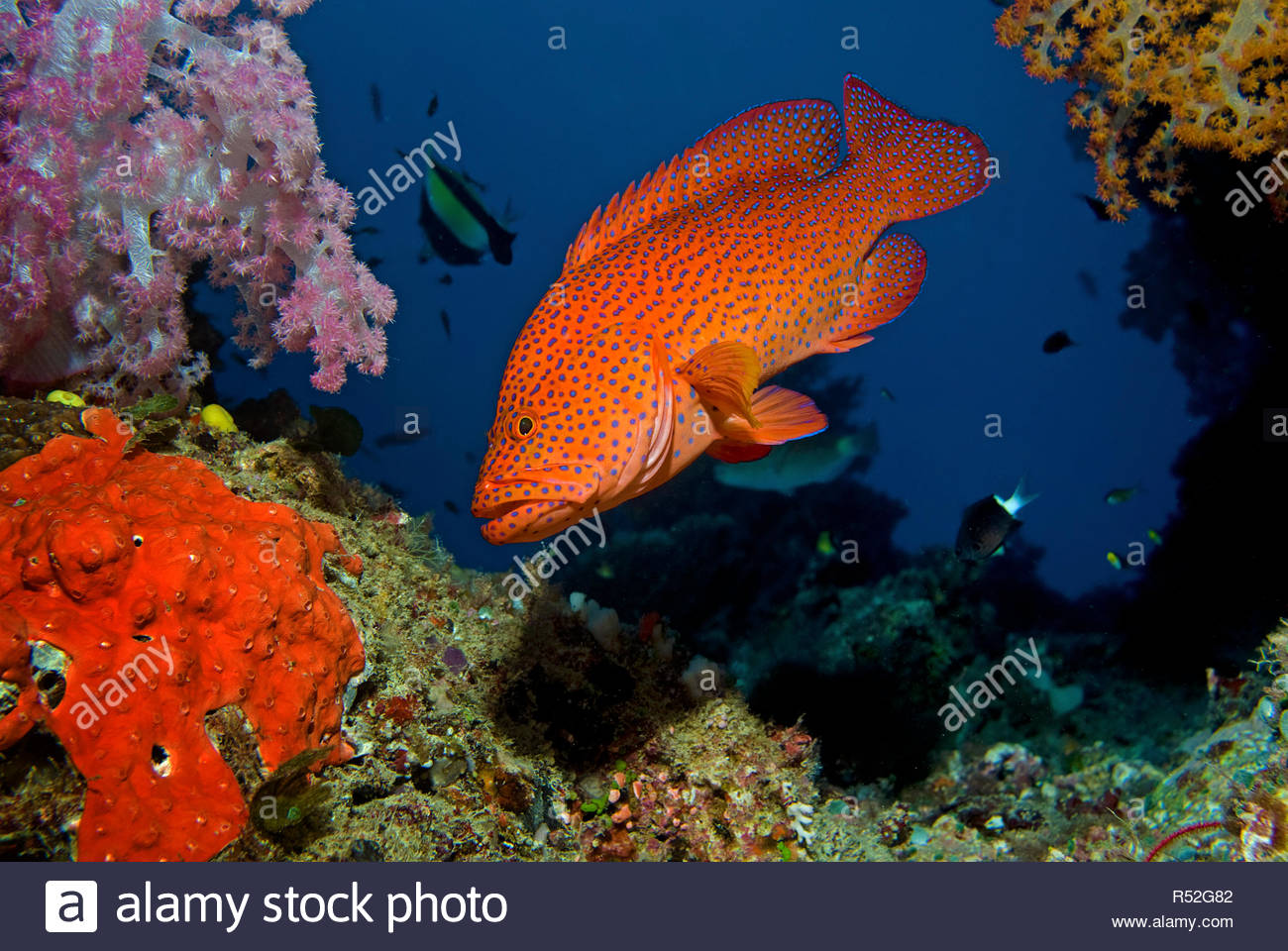 Coral Grouper Coral Rock Cod Stock Photos & Coral Grouper Coral Rock ...