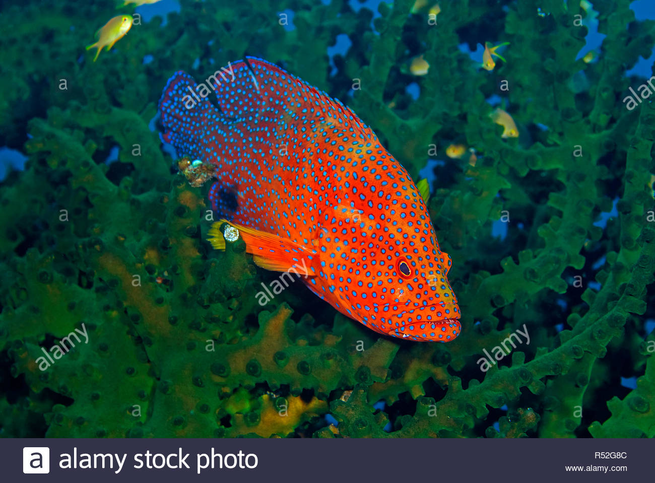 Coral Grouper Coral Rock Cod Stock Photos & Coral Grouper Coral Rock ...