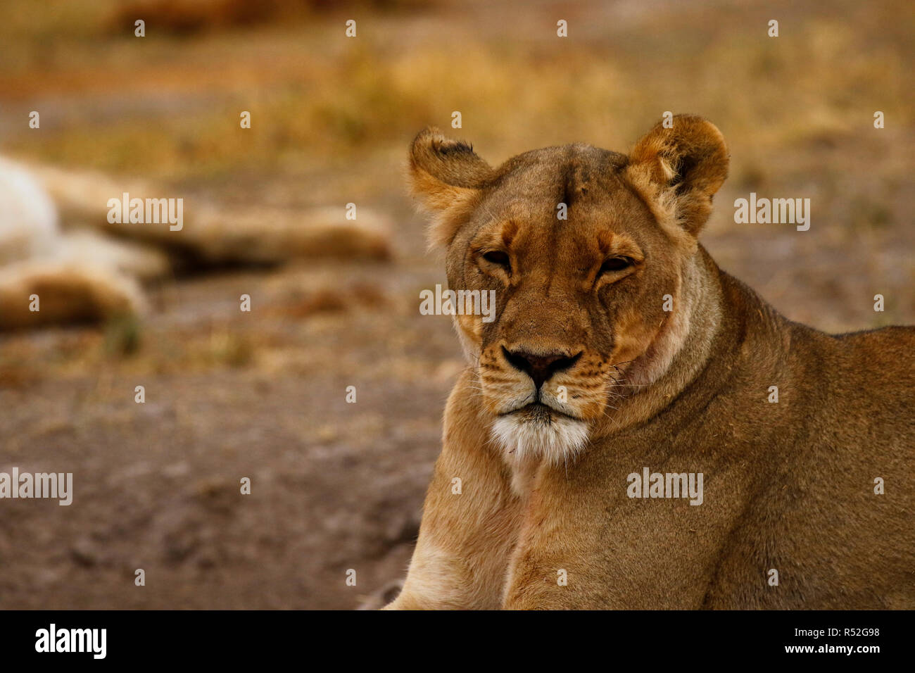 Lions great hunters and a sociable animals Stock Photo - Alamy